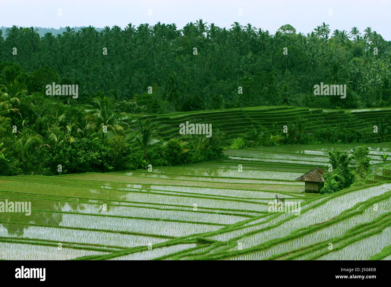 asia bali indonesia fields scenery countryside nature rice reisfelder ...