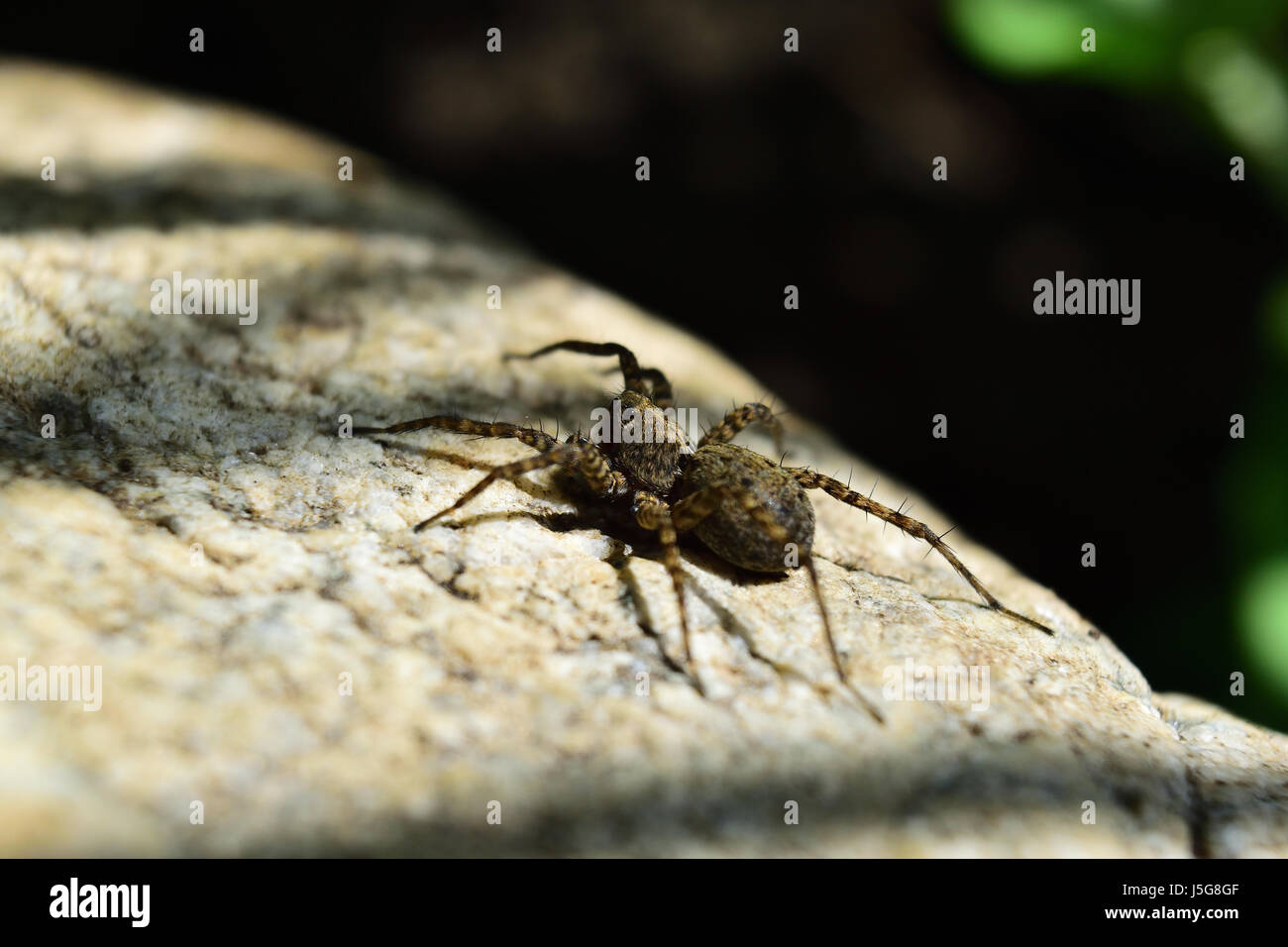 Spider rock animal wildlife hi-res stock photography and images - Alamy