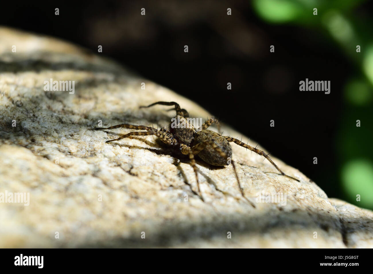 Spider rock animal wildlife hi-res stock photography and images - Alamy