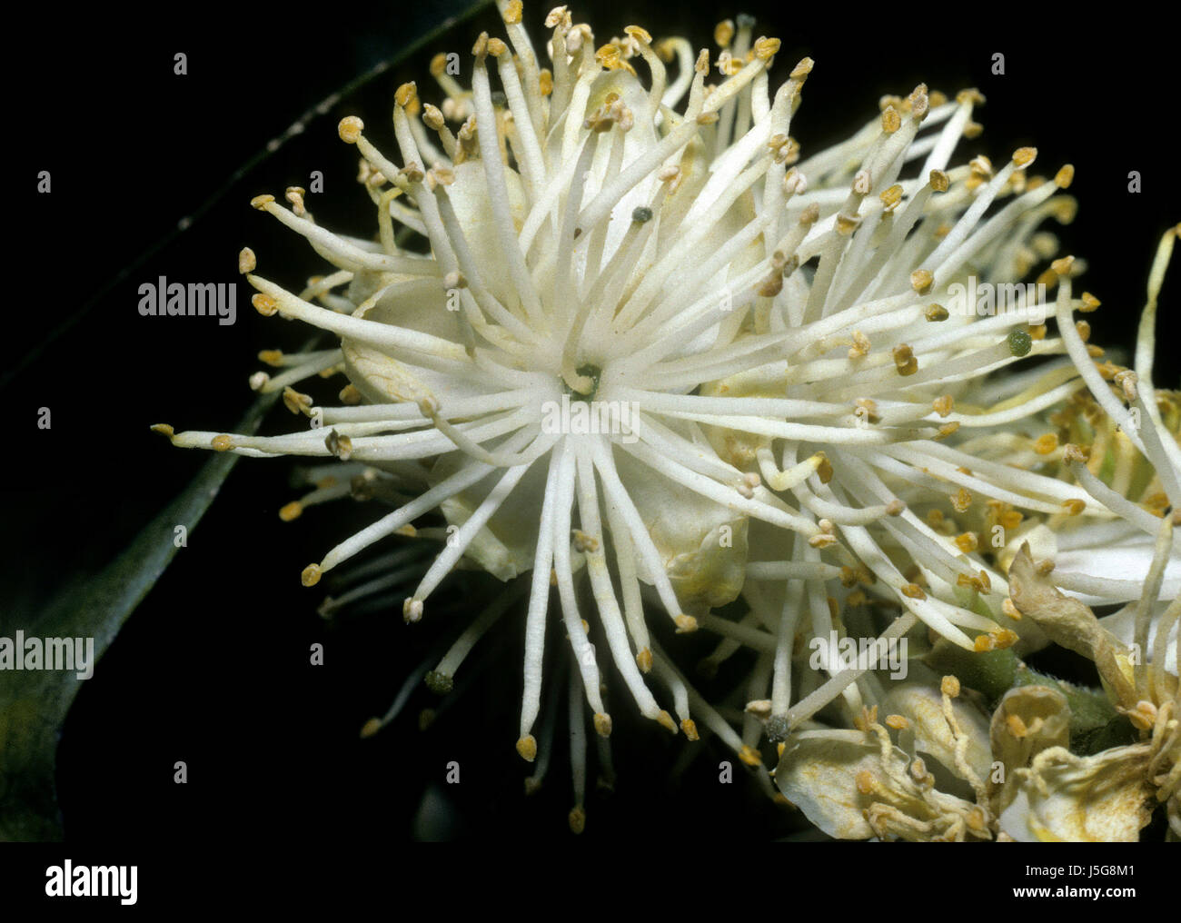 flower,plant,flora,nature,blumenpflanze,persea duthiei,lauraceae,gul ...
