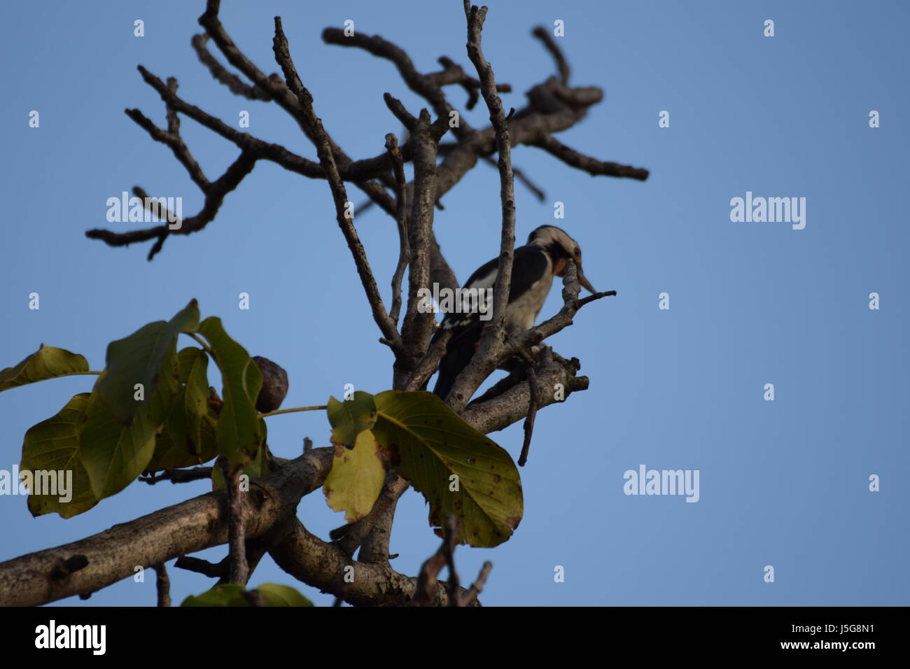 Dead walnut tree hi-res stock photography and images - Alamy