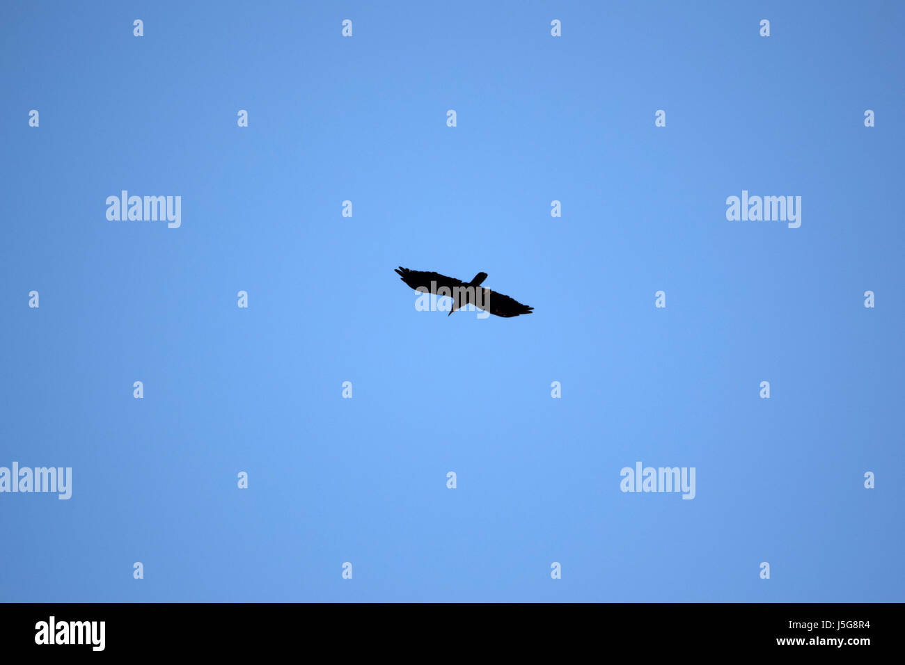 Migrate bird hi-res stock photography and images - Alamy