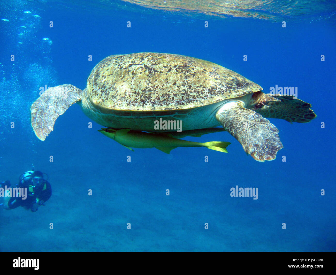 reptile fish underwater rare dive reptiles pisces snorkel seaweed ...