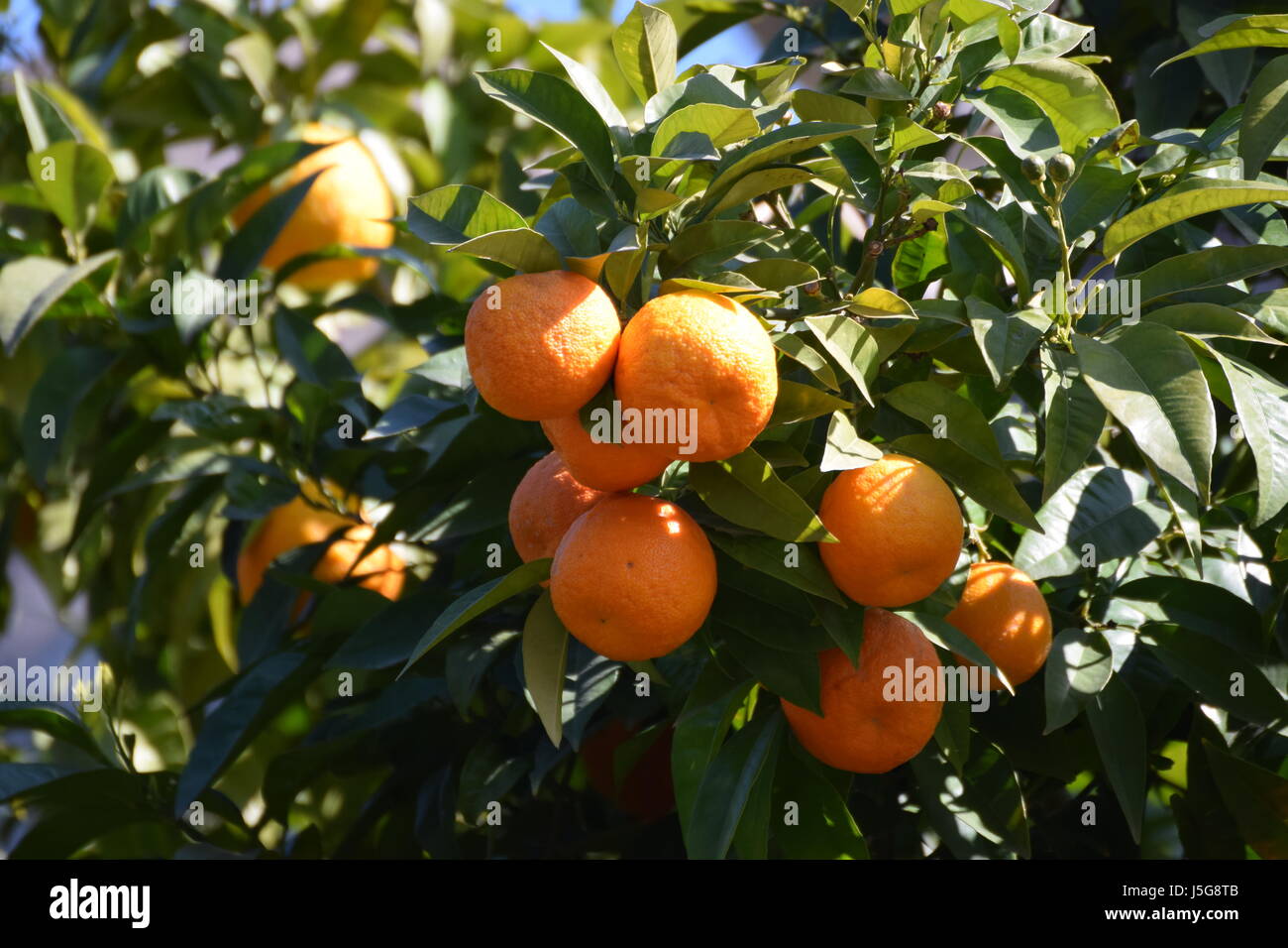 Oranger Orange High Resolution Stock Photography and Images - Alamy