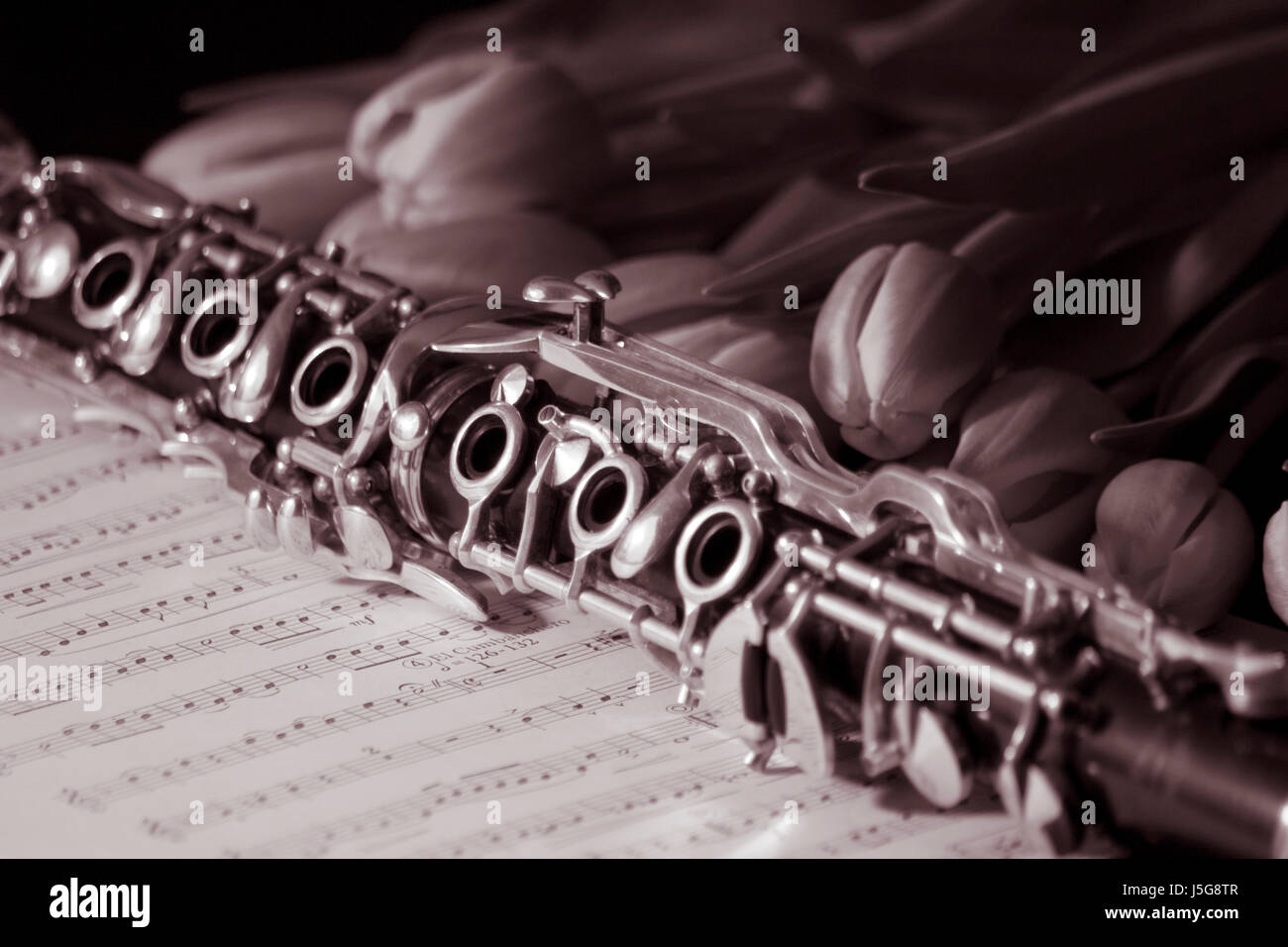 concert music musical instrument flower flowers plant tulips classical ...