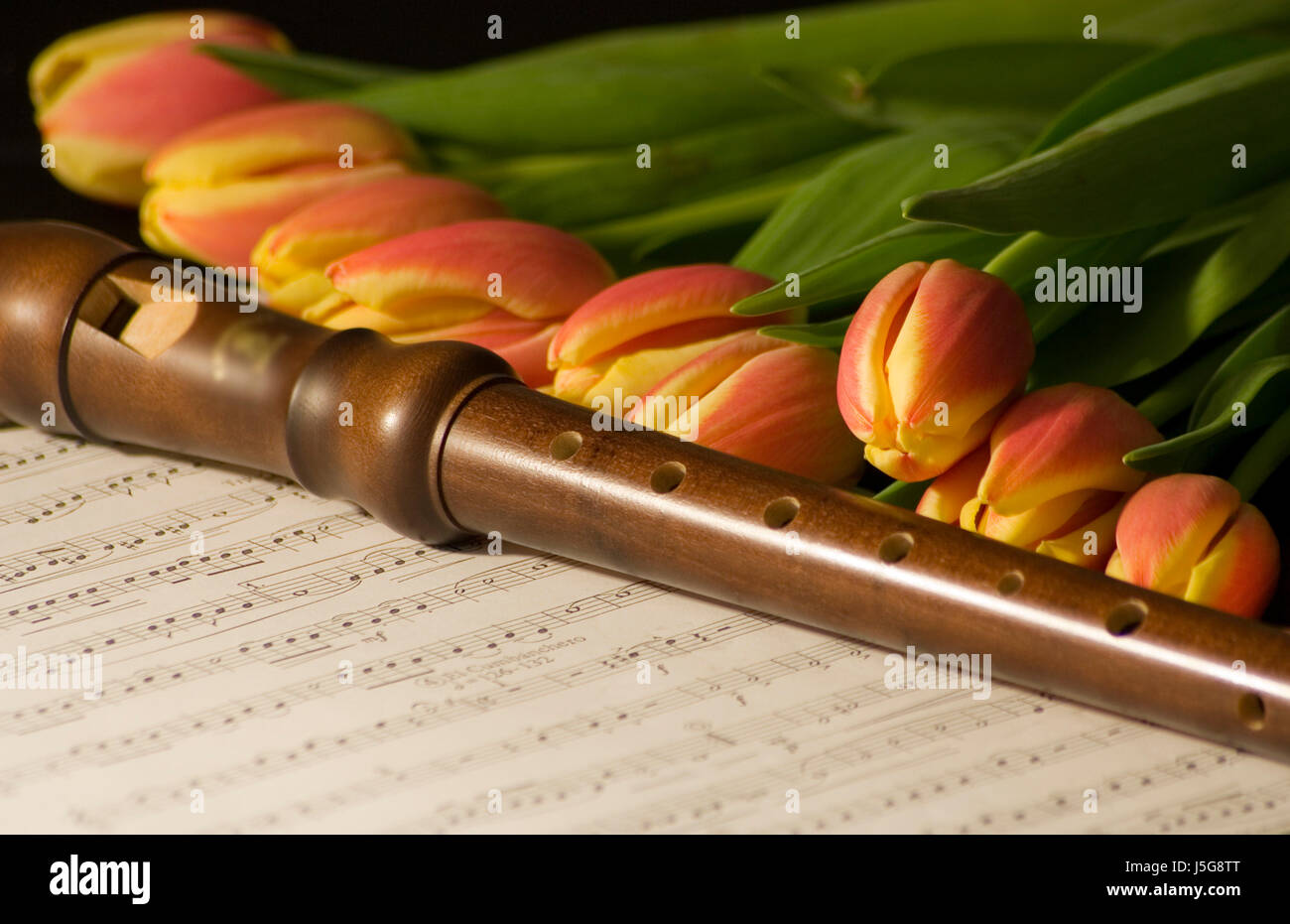 concert music musical instrument flower flowers plant tulips classical ...