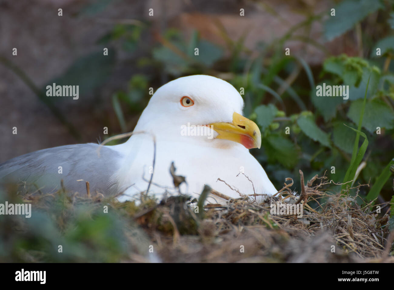 Protecting seagulls hi-res stock photography and images - Alamy