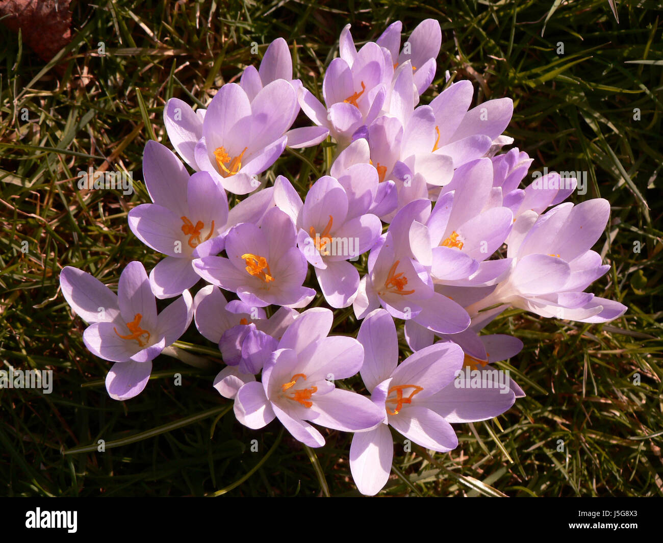 the spring comes Stock Photo - Alamy