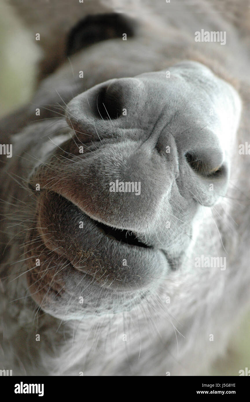 Donkey eating hi-res stock photography and images - Alamy