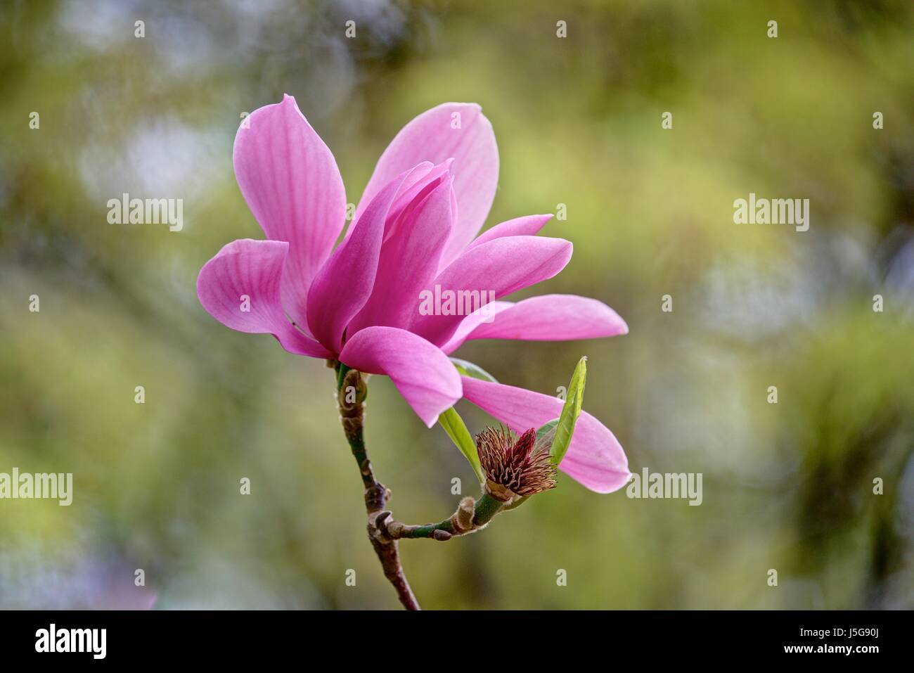 A sharply rendered single purple flower bloom on the top of a Magnolia ...