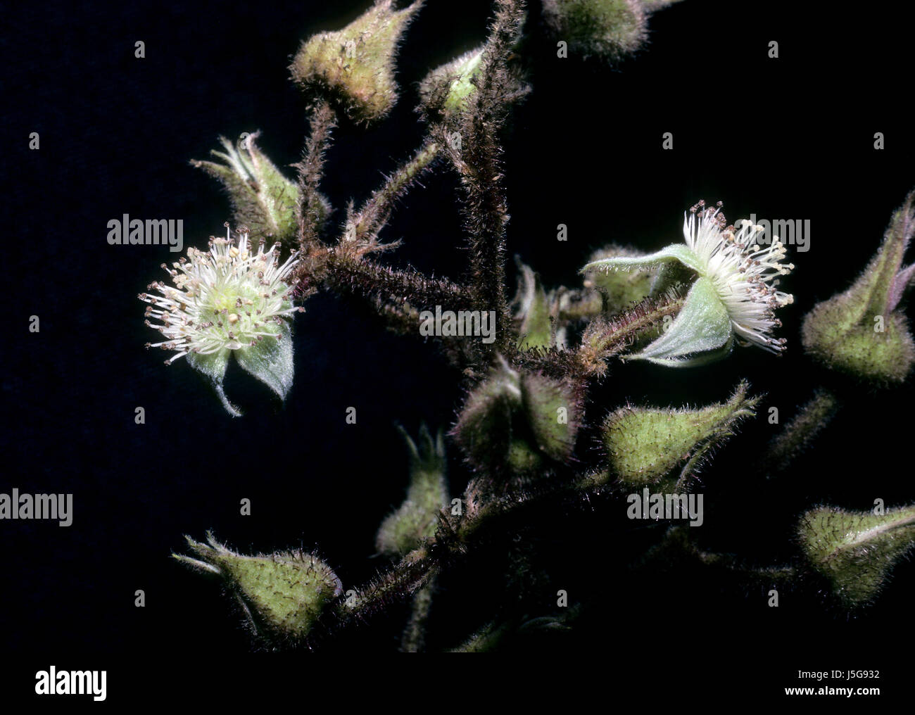 Rubus paniculatus hi-res stock photography and images - Alamy