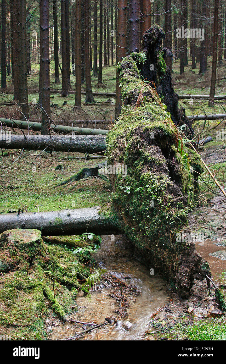 tree mood overturned frowningly menacing overthrown scenery countryside ...