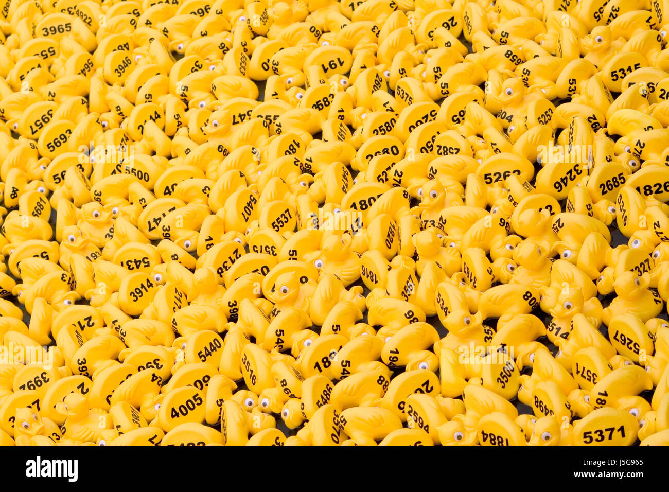 Numbered animals hi-res stock photography and images - Alamy