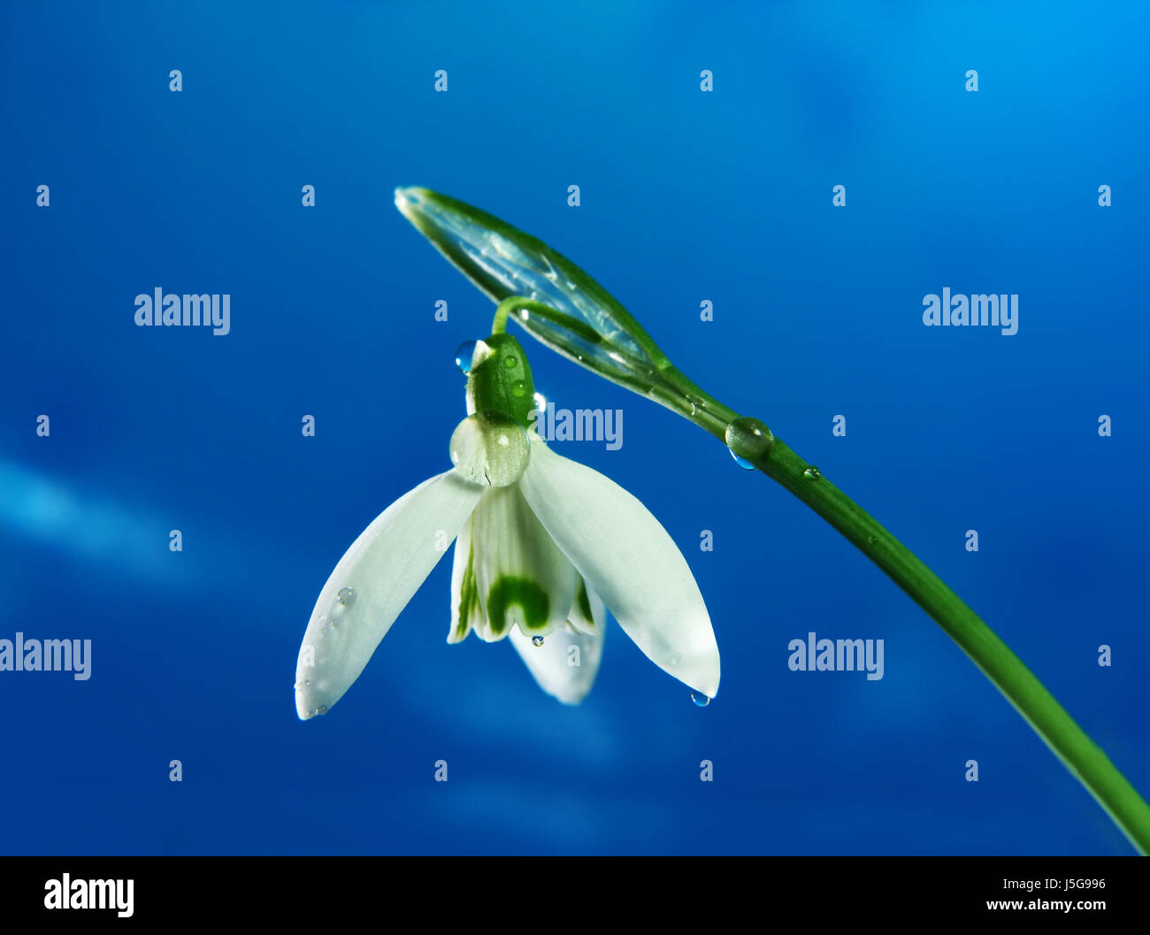 blue green raindrop spring dewdrop drop drip drops seeping sopping ...