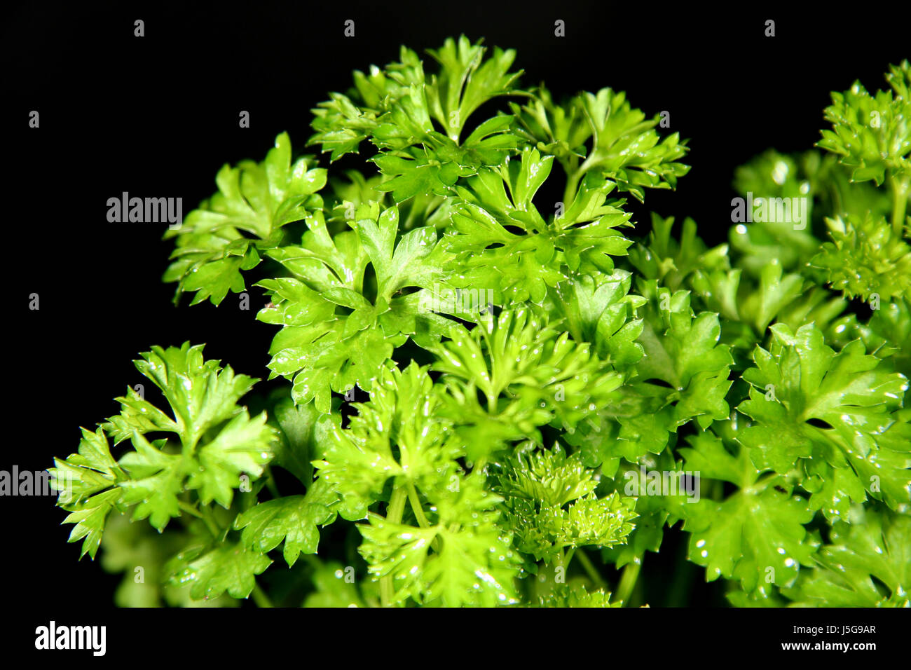 spice condiment green kitchen cuisine boil cooks boiling cooking ...