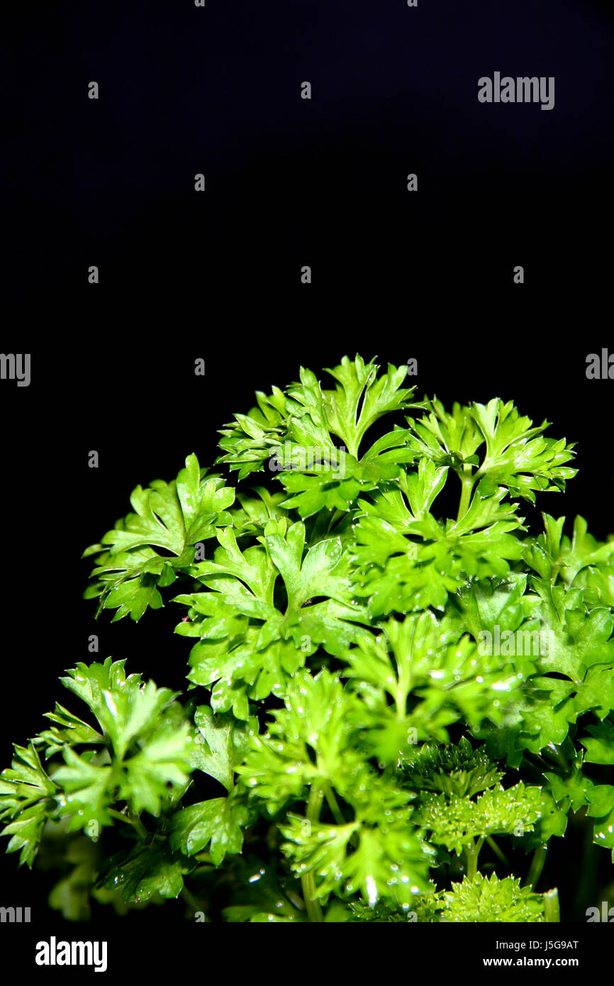 spice condiment green kitchen cuisine boil cooks boiling cooking ...