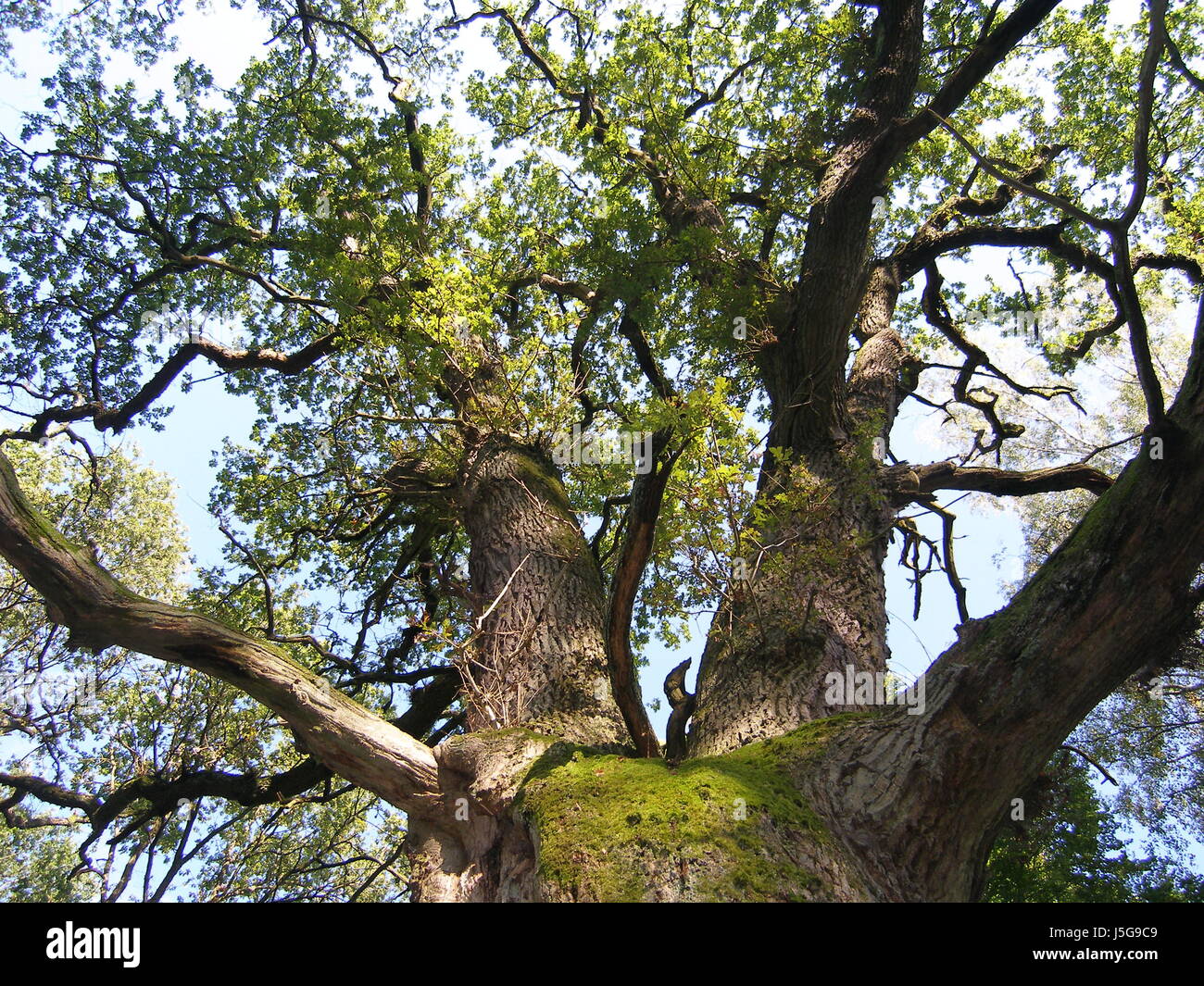 leaf tree trees strong trunk leaves virgin forest tribes branches oak ...