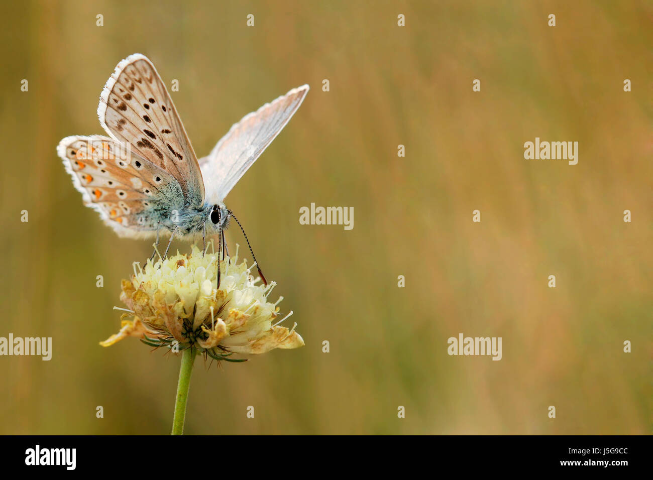 animal fauna butterfly animals shine shines bright lucent light serene ...