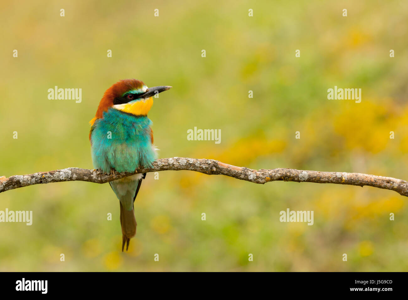 Portrait of a colourful bird looking at side Stock Photo - Alamy