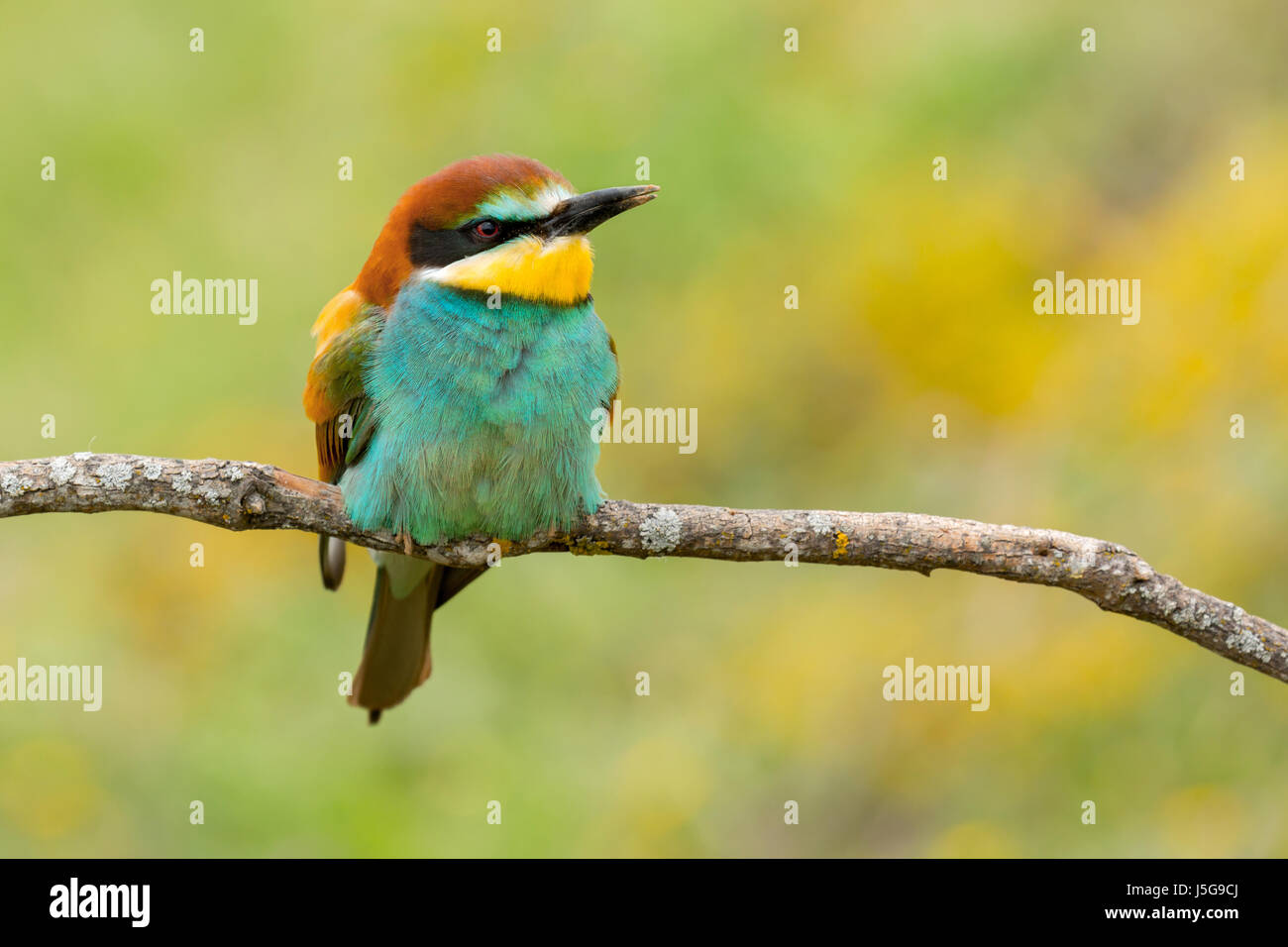 Portrait of a colourful bird looking at side Stock Photo - Alamy