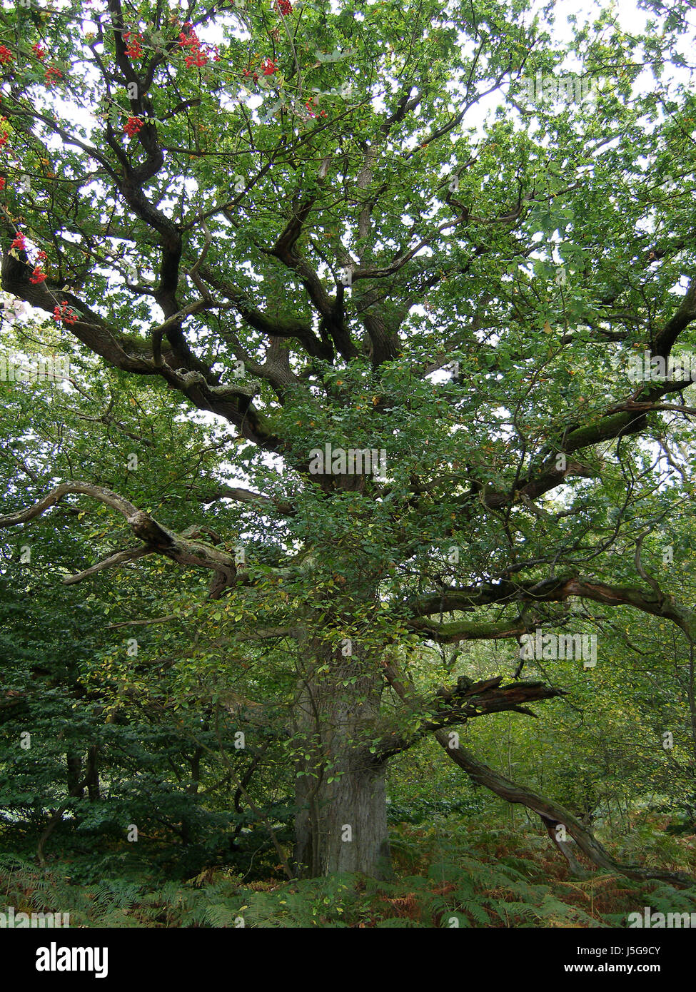 leaf tree trees strong trunk leaves virgin forest tribes branches oak ...