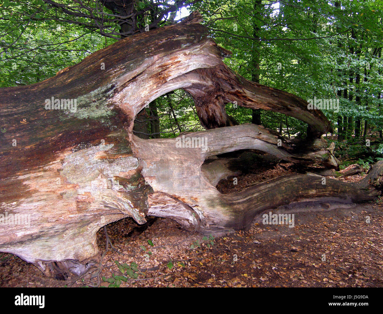 book leaf tree trees heaven paradise strong trunk leaves virgin forest ...