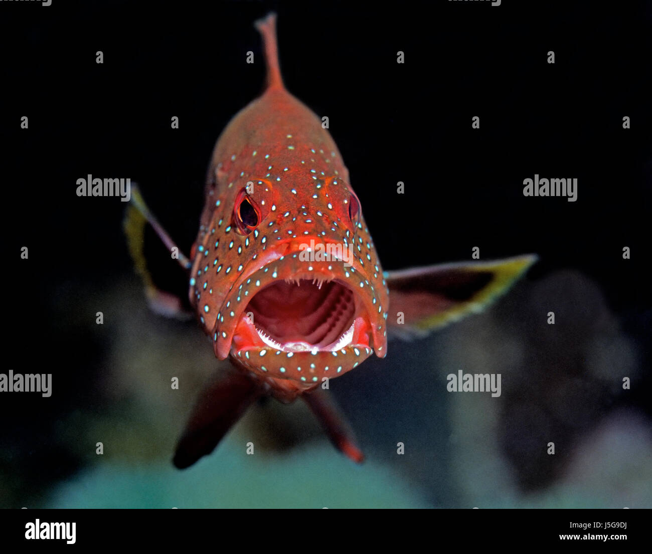 Grouper like fish hi-res stock photography and images - Alamy