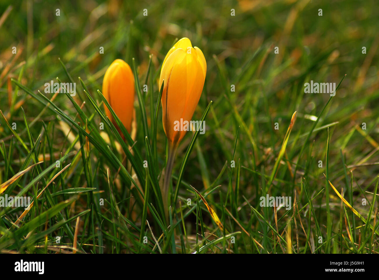 a little spring Stock Photo - Alamy