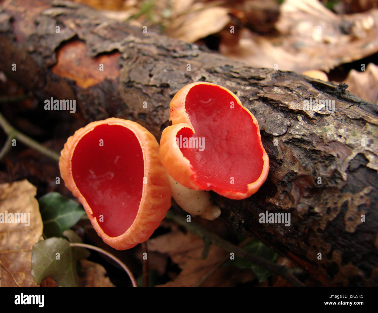 Cinnabar red hi-res stock photography and images - Alamy