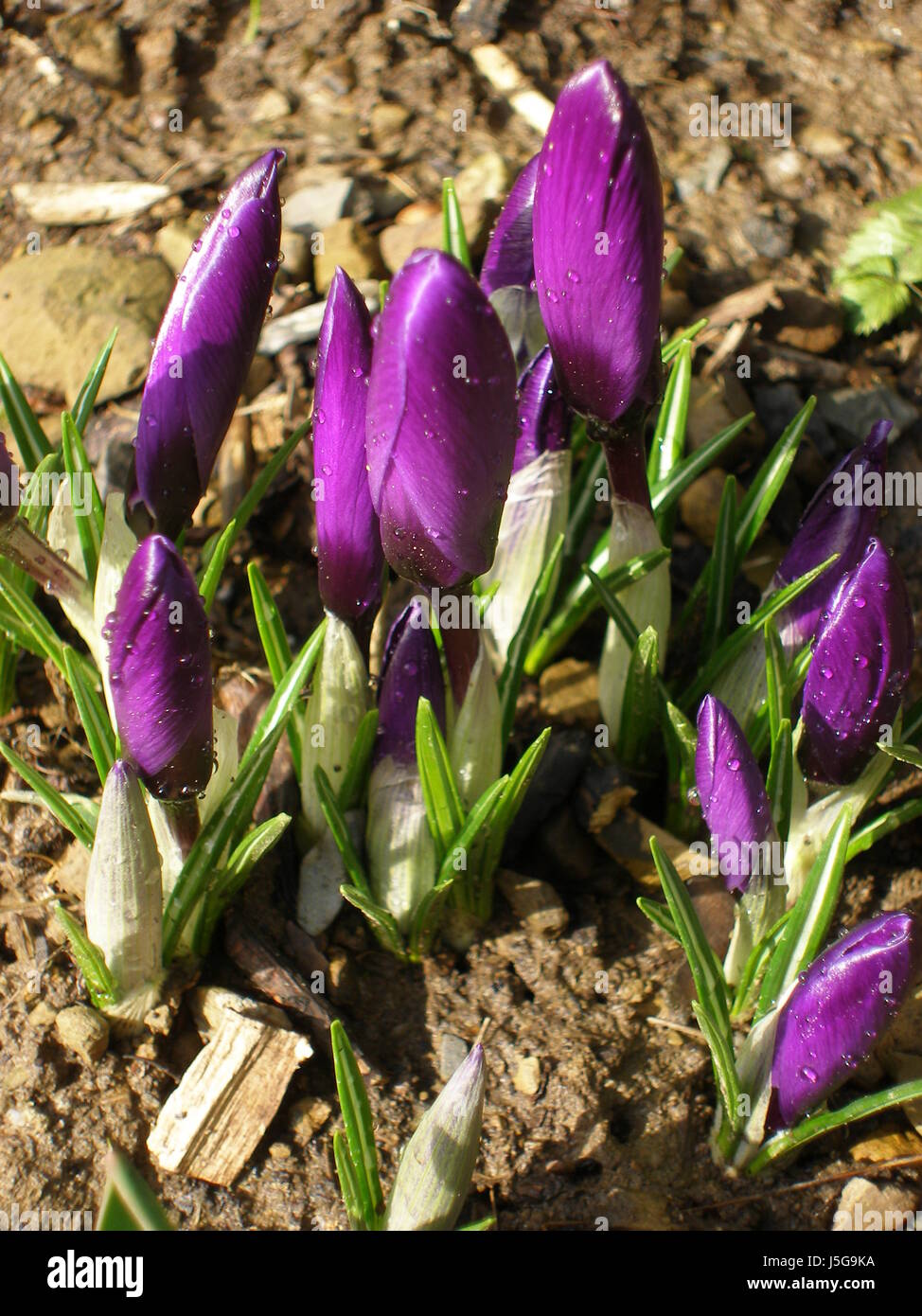 the purple spring Stock Photo - Alamy