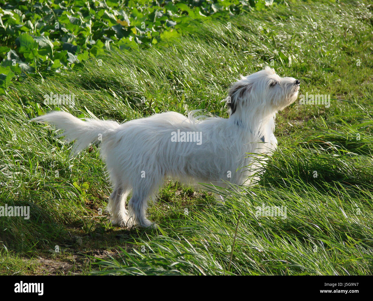 Tracing dog hi-res stock photography and images - Alamy