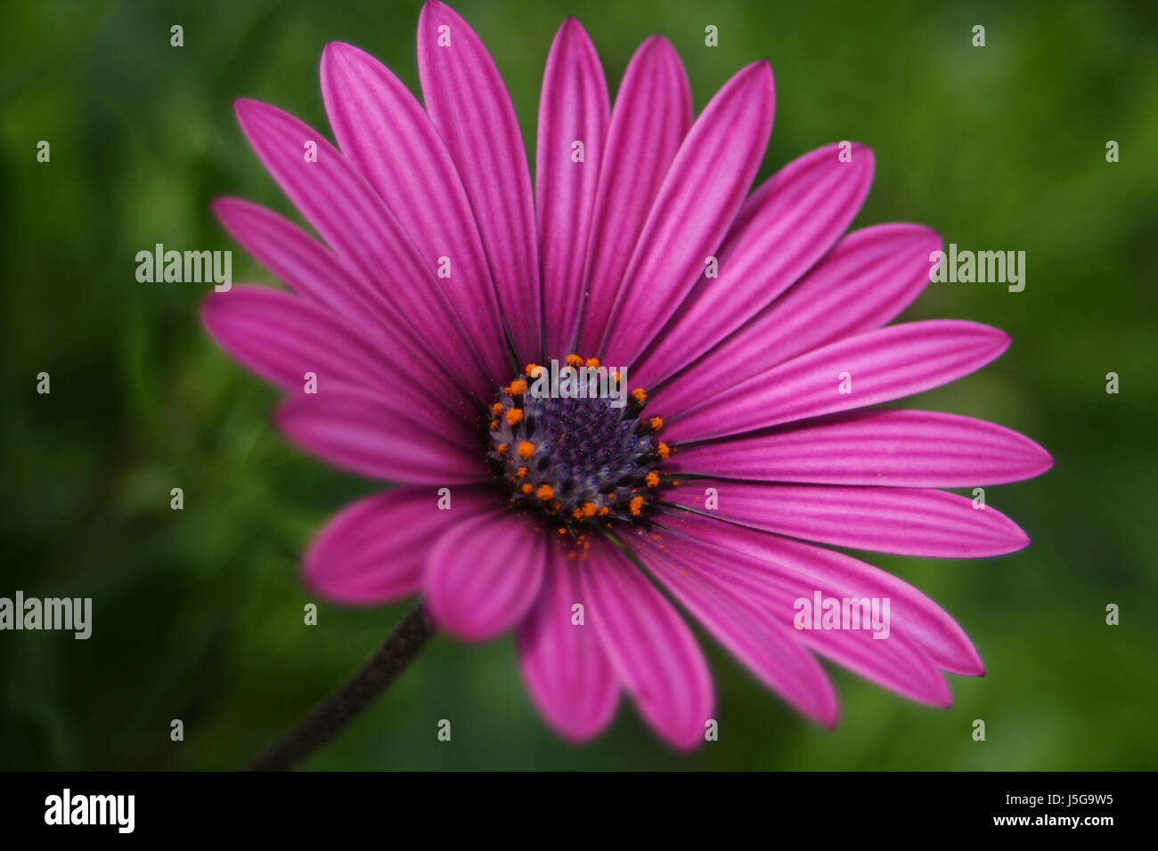 the colour purple Stock Photo - Alamy