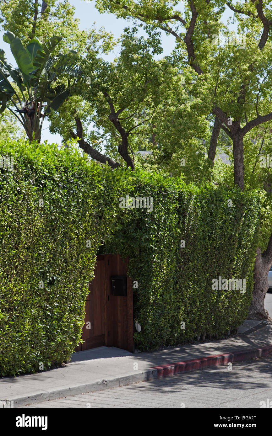 Security Hedge surrounding House in Hollywood, CA Stock Photo - Alamy