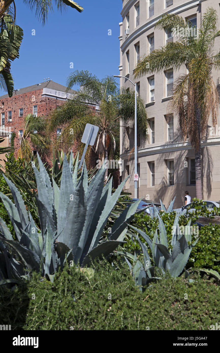 Yucca palms hi-res stock photography and images - Alamy