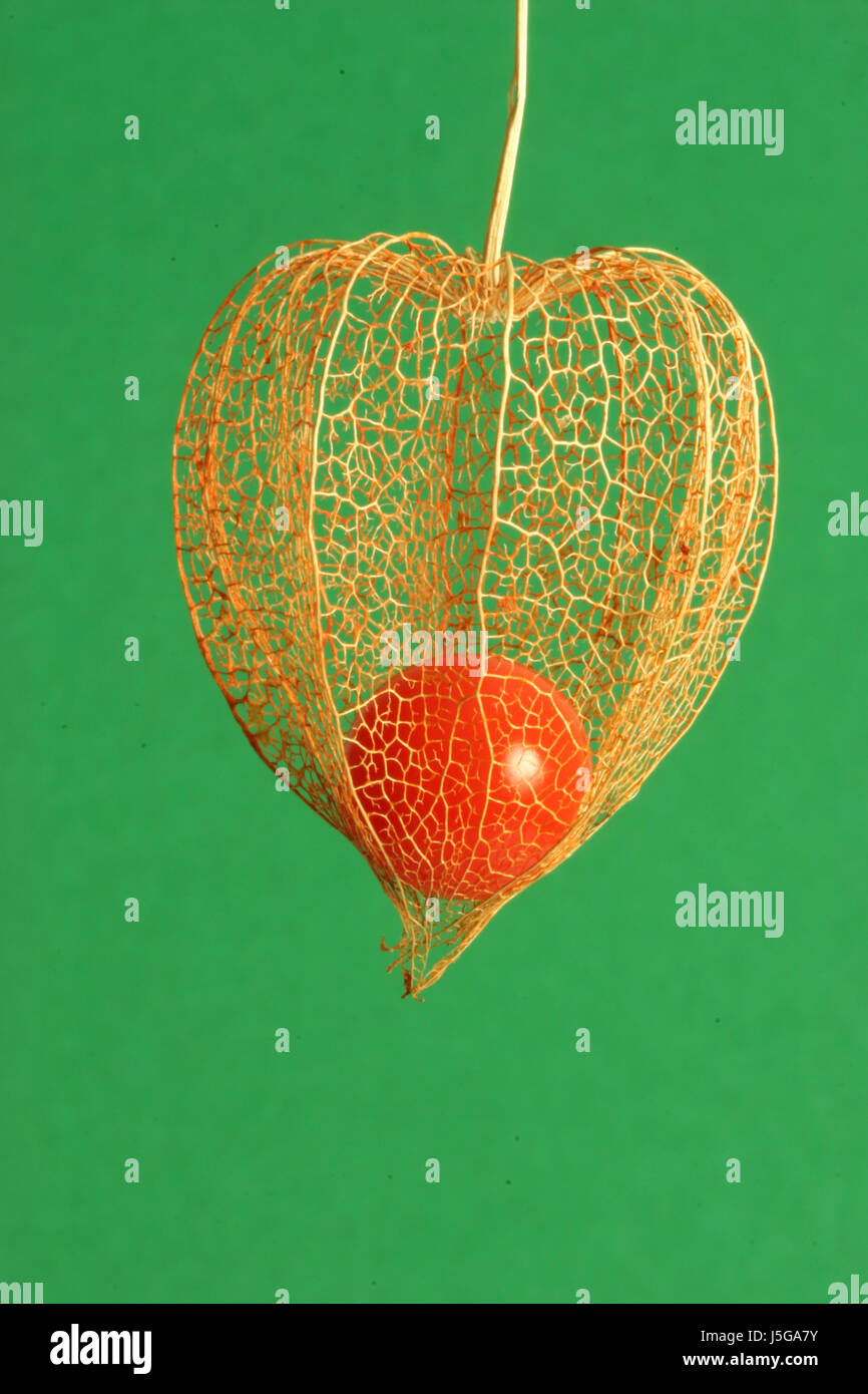 orange green fruit seed vessel seed rot red lampionblume lampionsblume ...
