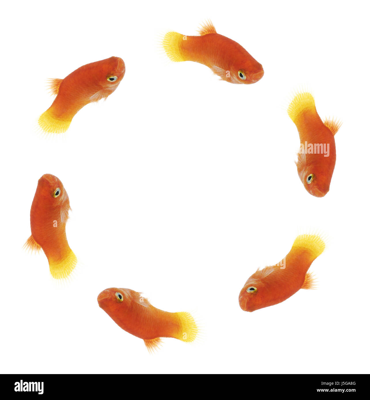 colour model design project concept plan draft aquarium fish blank ...