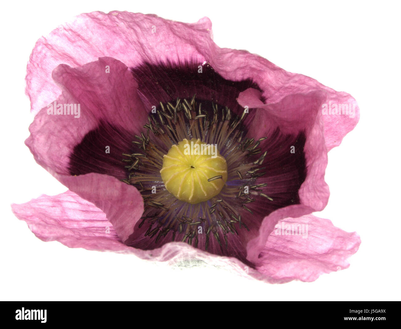 Sperm capsule Cut Out Stock Images & Pictures - Alamy