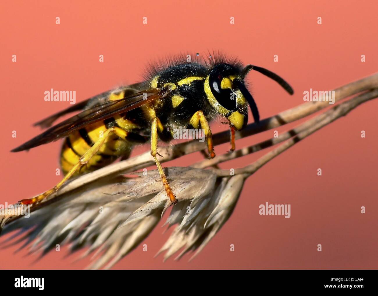 insect black swarthy jetblack deep black eyes wing hairs wasp dew ...