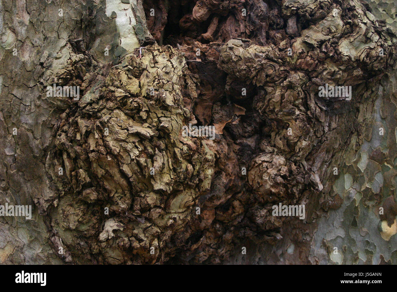 Healed tree hi-res stock photography and images - Alamy