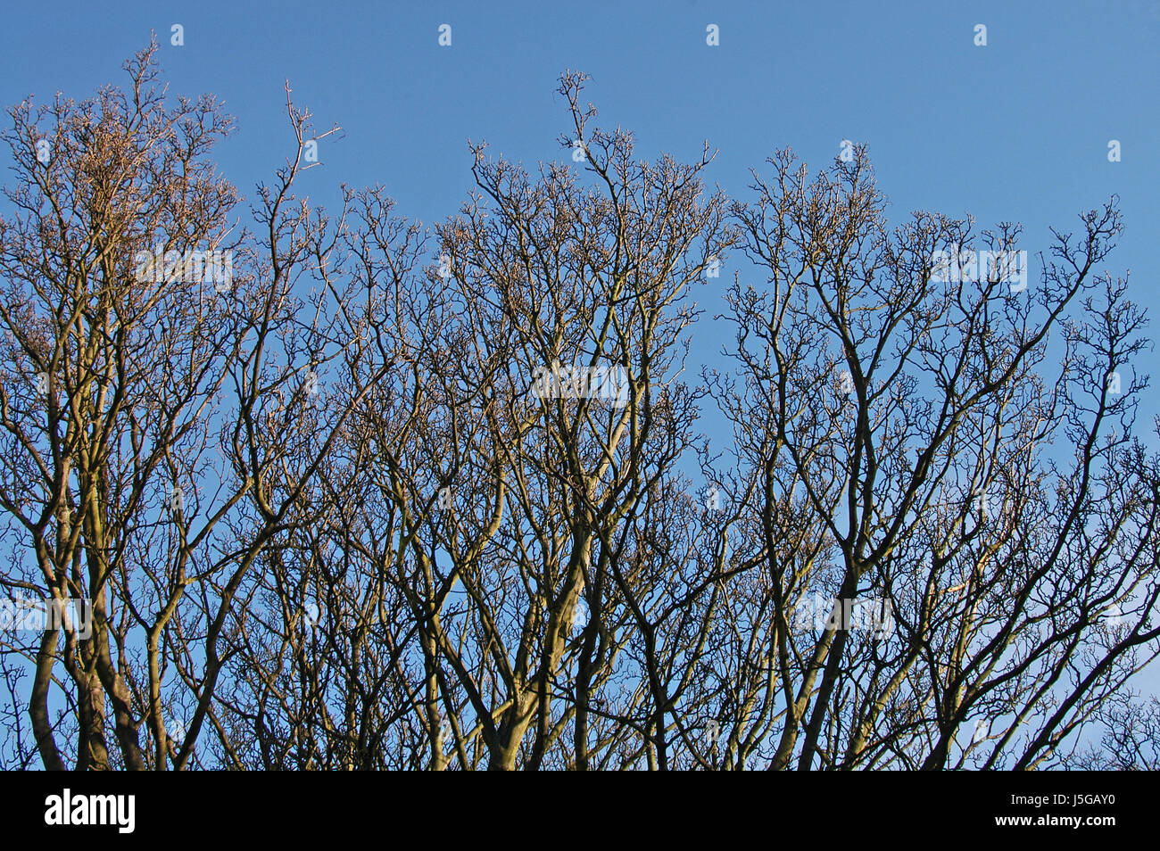 blue tree green sunlight branches branch stretch azure moss elongate ...