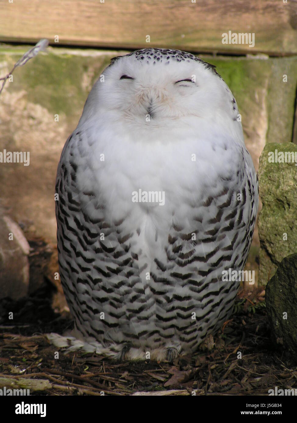 animal green night nighttime raptor feathering owl owls hunting chase ...