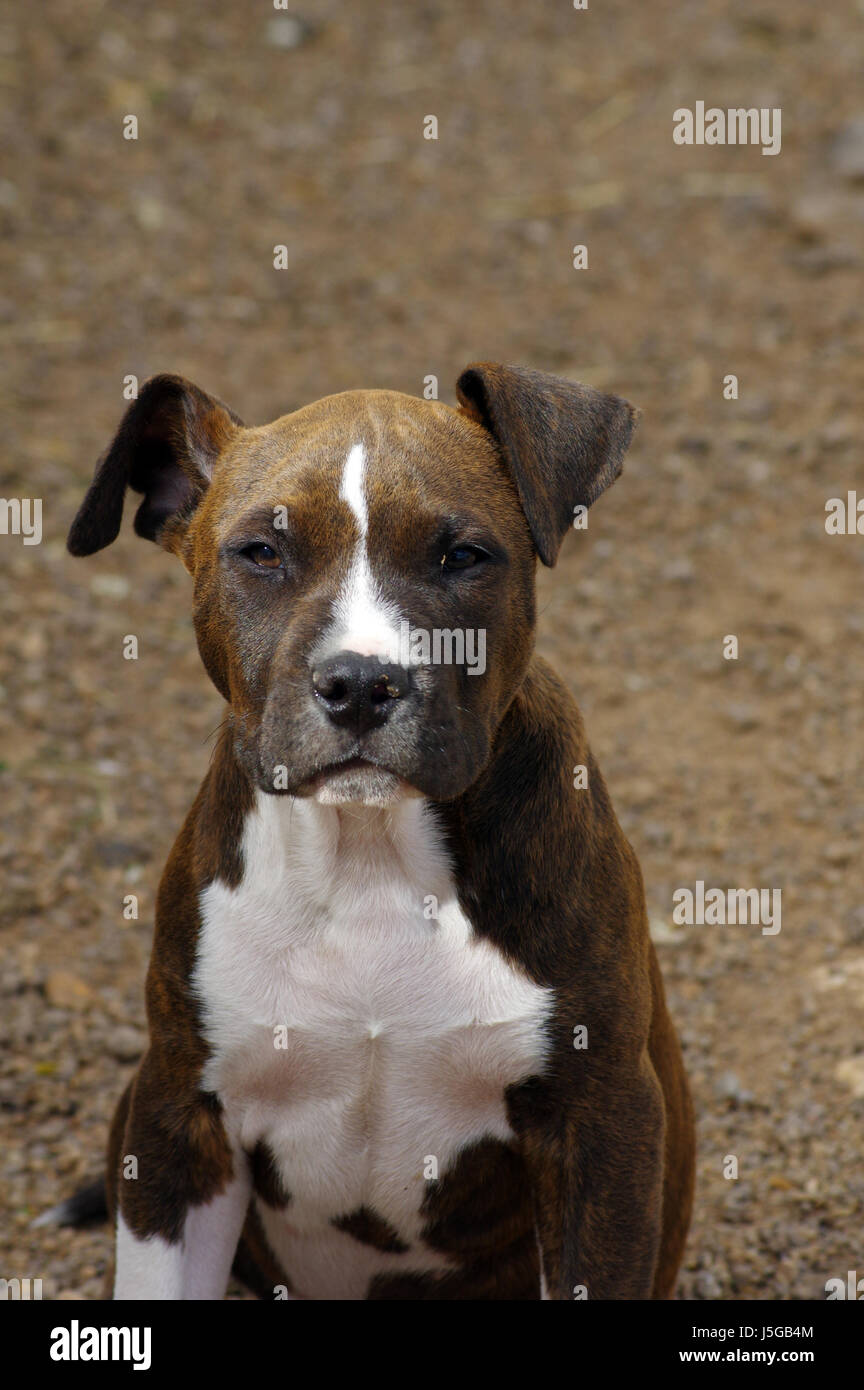 Amstaff hi-res stock photography and images - Alamy