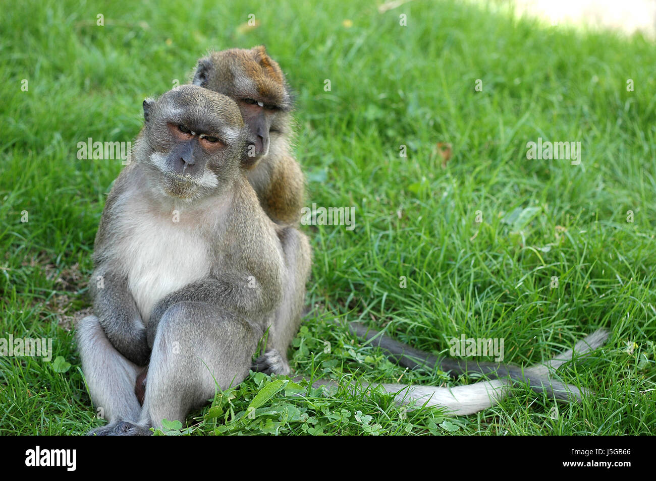 face monkey eyes look glancing see view looking peeking looking at skin ...