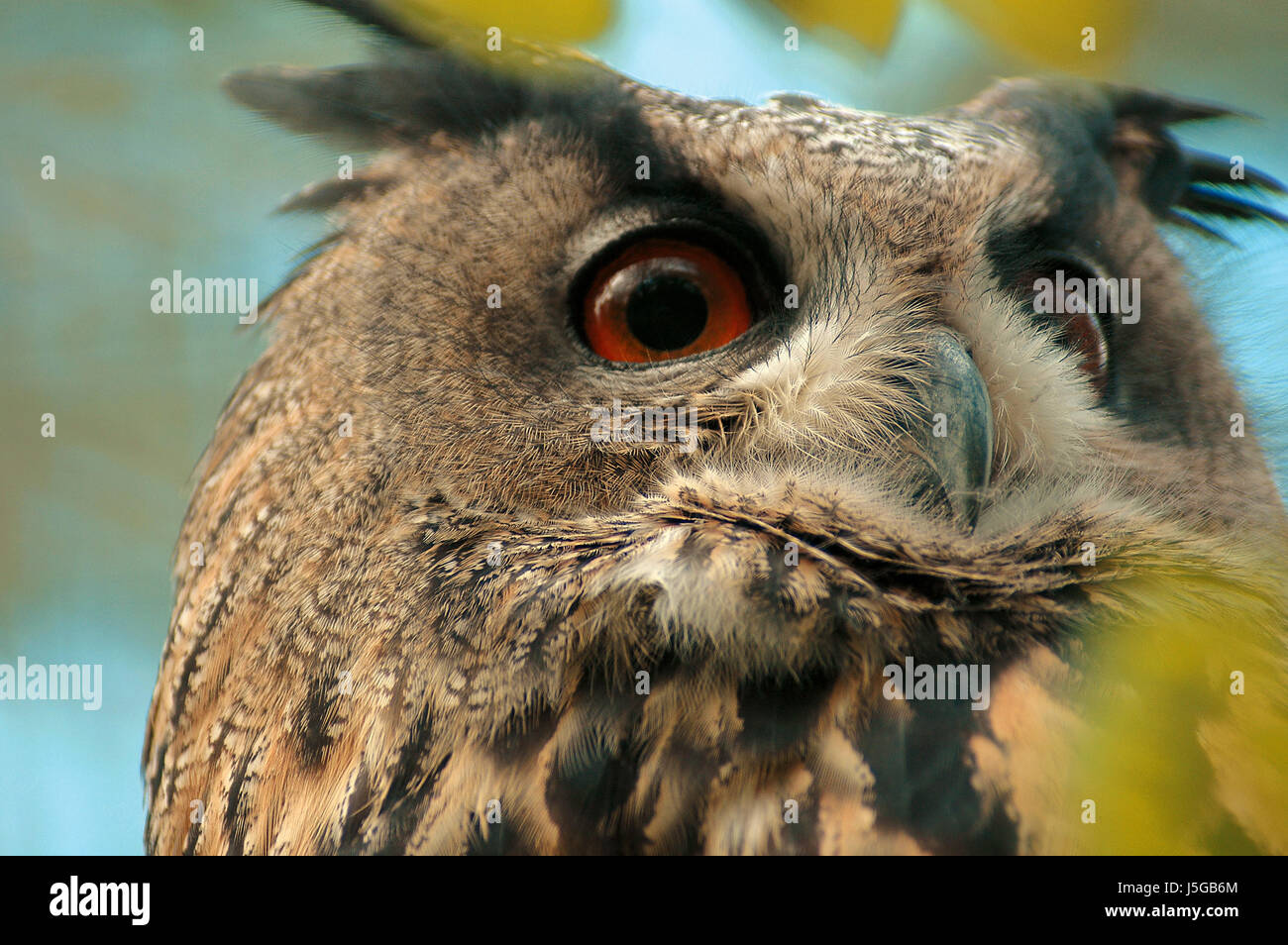 detail bird brown brownish brunette face watchful birds eyes look ...