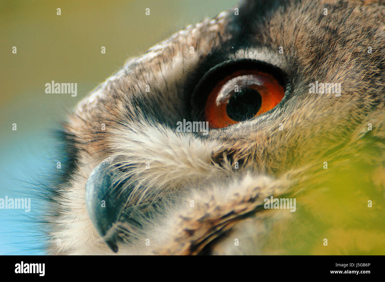 detail bird brown brownish brunette face watchful birds eyes look ...