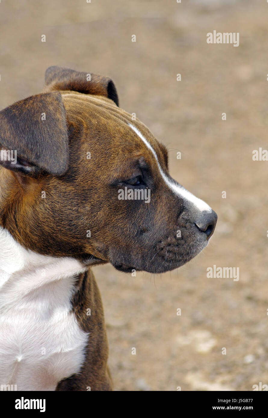 Amstaff hi-res stock photography and images - Alamy