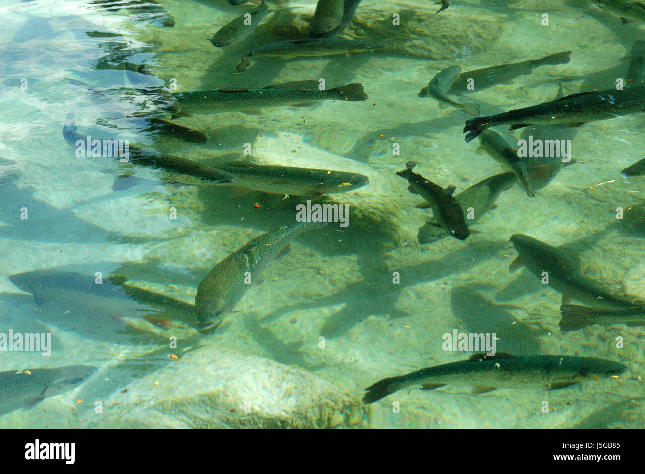 green fish freedom liberty angle bait pisces fresh water pond water ...
