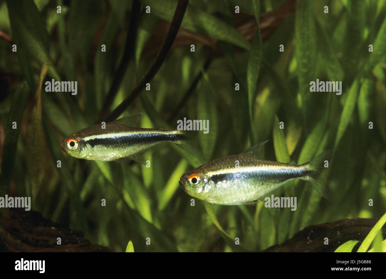 Schwarzer Neon, Schwarzer Neonfisch, Schwarzer Flaggensalmler ...