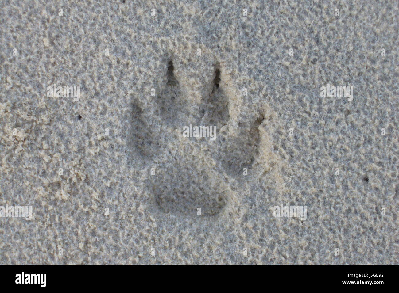 track in the sand Stock Photo - Alamy