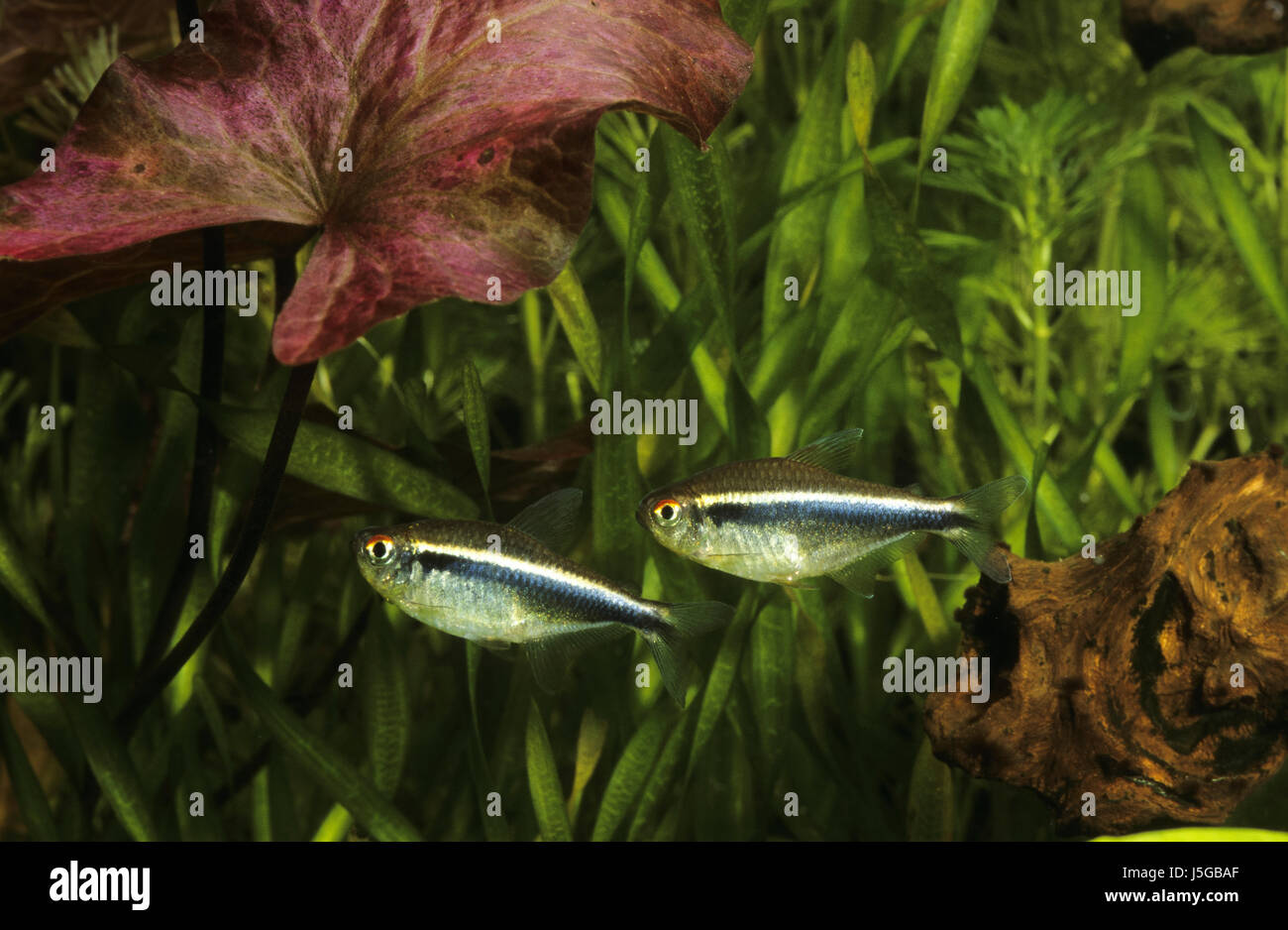 Schwarzer neonfisch hi-res stock photography and images - Alamy